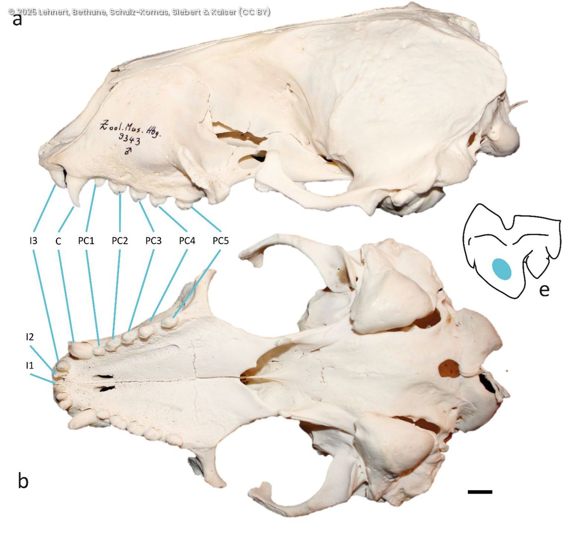 14.01.2026, Historische Präparate zeigen menschlichen Einfluss auf das ...