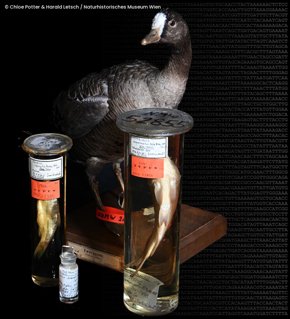 Type genomics: DNA treasure trove in the collection - LIB